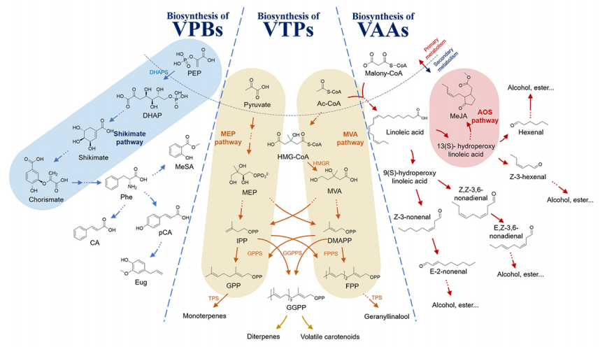 最新综述IF 14.46 | 植物挥发性有机物生物合成机理及抗菌性研究 - 知乎