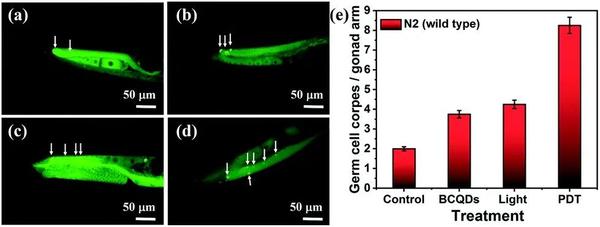 Biomater Sci:西兰花衍生碳量子点的PDT效应在突变秀丽隐杆线虫模型中得到证实 - 知乎