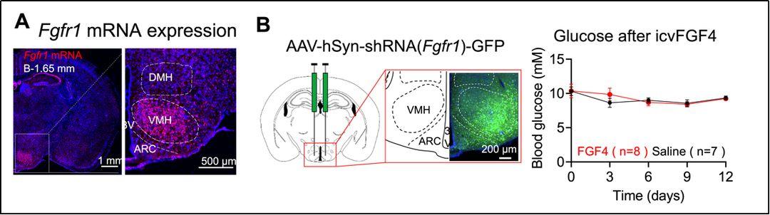 Cell Metab：黄志锋/沈伟团队报道通过大脑介导超长效降糖新机制 - 知乎