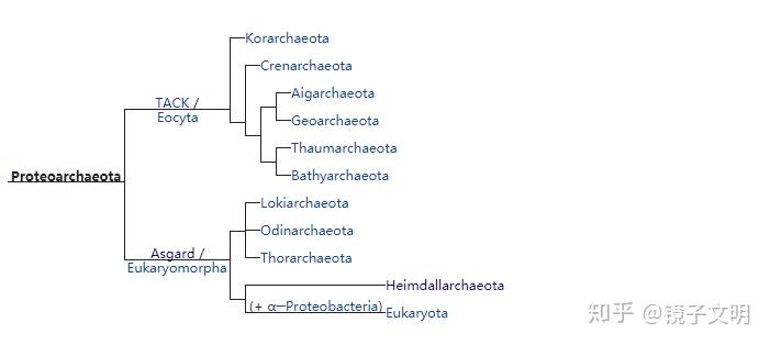 真核生物的起源——北欧神话“诸神”Asgard Archaea - 知乎