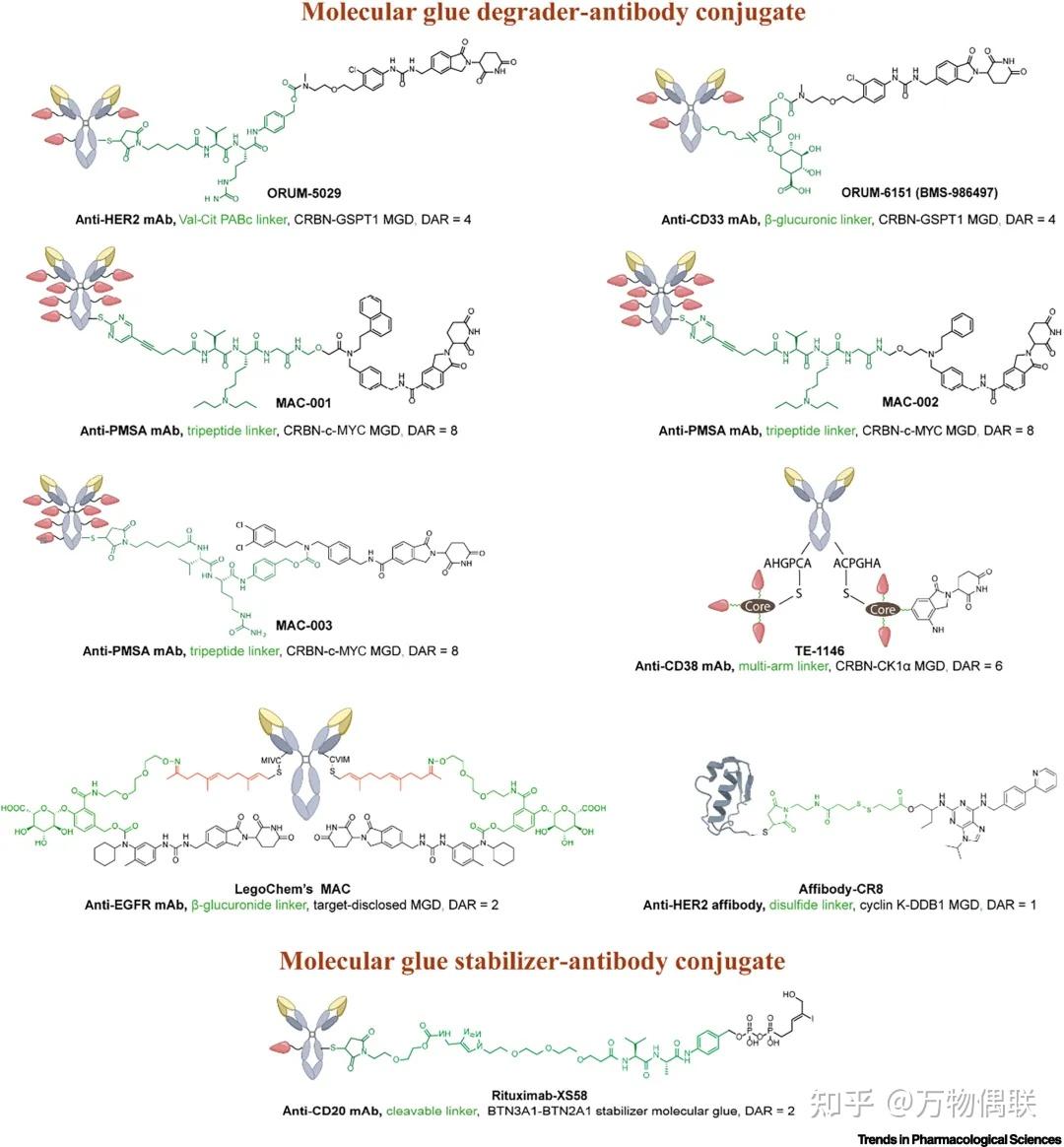 分子胶抗体偶联物：下一代ADC新模式 - 知乎