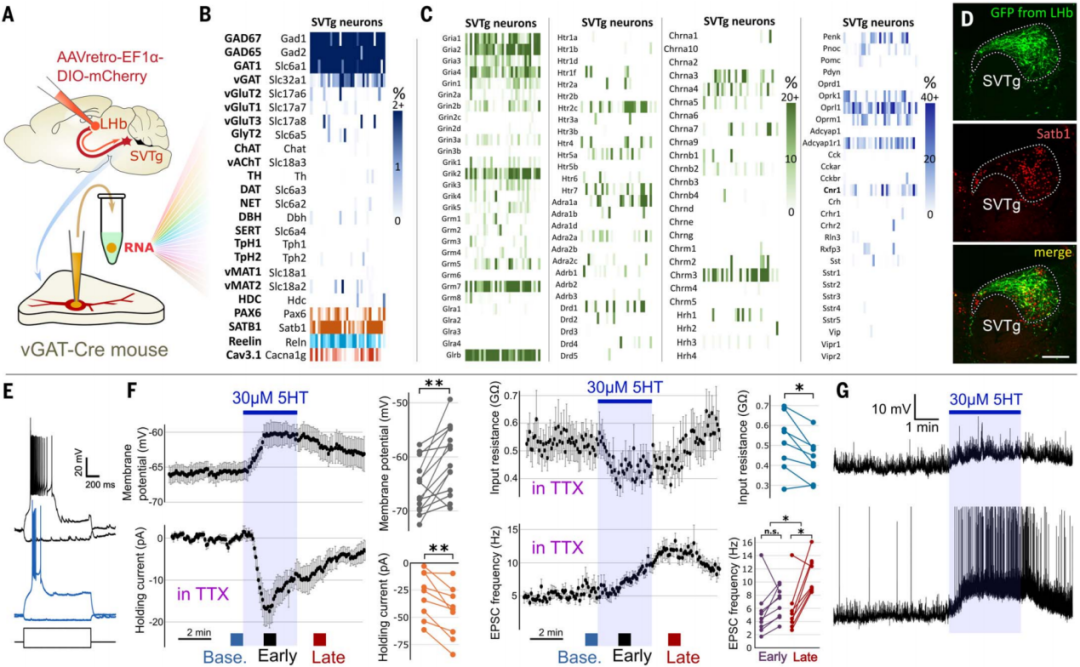 客户文章丨Science丨揭秘新奖赏中枢：从神秘核团到情绪密码 - 知乎