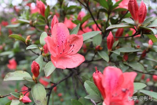 史上最全杜鹃花科普 - 知乎