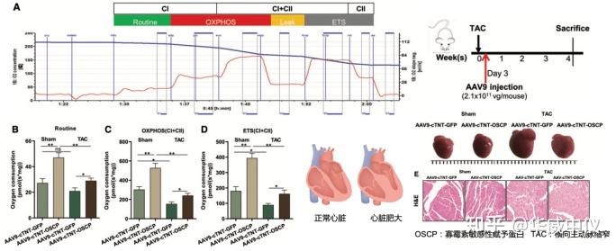 2022年OROBOROS O2k能量代谢相关文章锦集 - 知乎