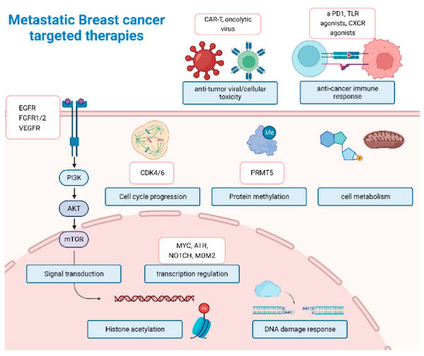鹰谷靶点 | PI3K靶向抑制剂治疗乳腺癌的研究进展 - 知乎