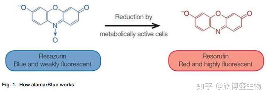细胞增殖研究中使用alamar Blue的3个理由 - 知乎
