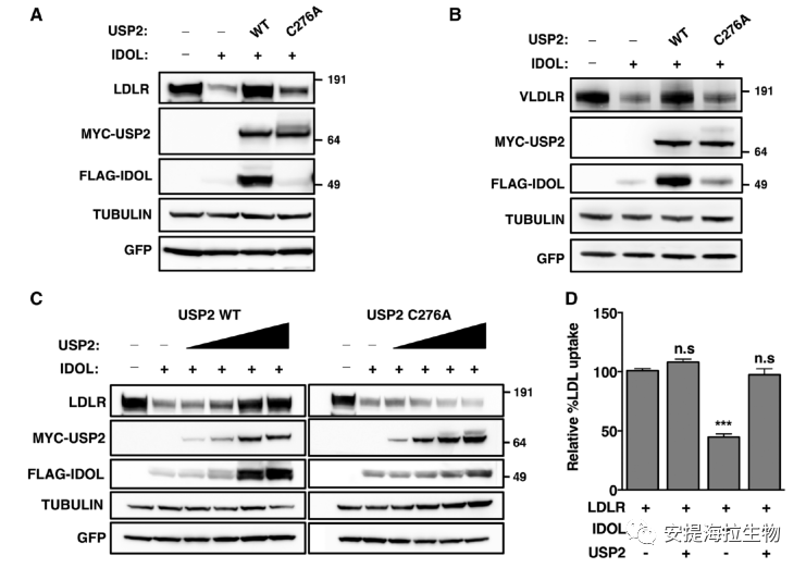 USP2通过拮抗E3-泛素连接酶IDOL调控LDLR信号通路 - 知乎