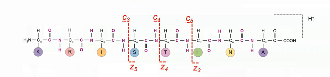 实现蛋白多肽类大分子测序的主要质谱裂解方式 - 知乎
