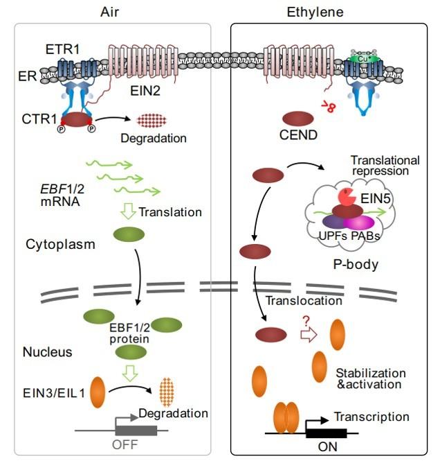乙烯信号简史 | 乙烯受体ETR1“轶事” - 知乎