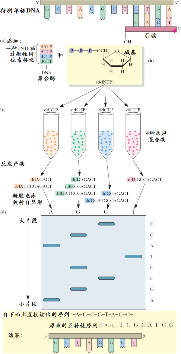 分析特定 Dna 片段的碱基序列——dna 测序方法概述 知乎