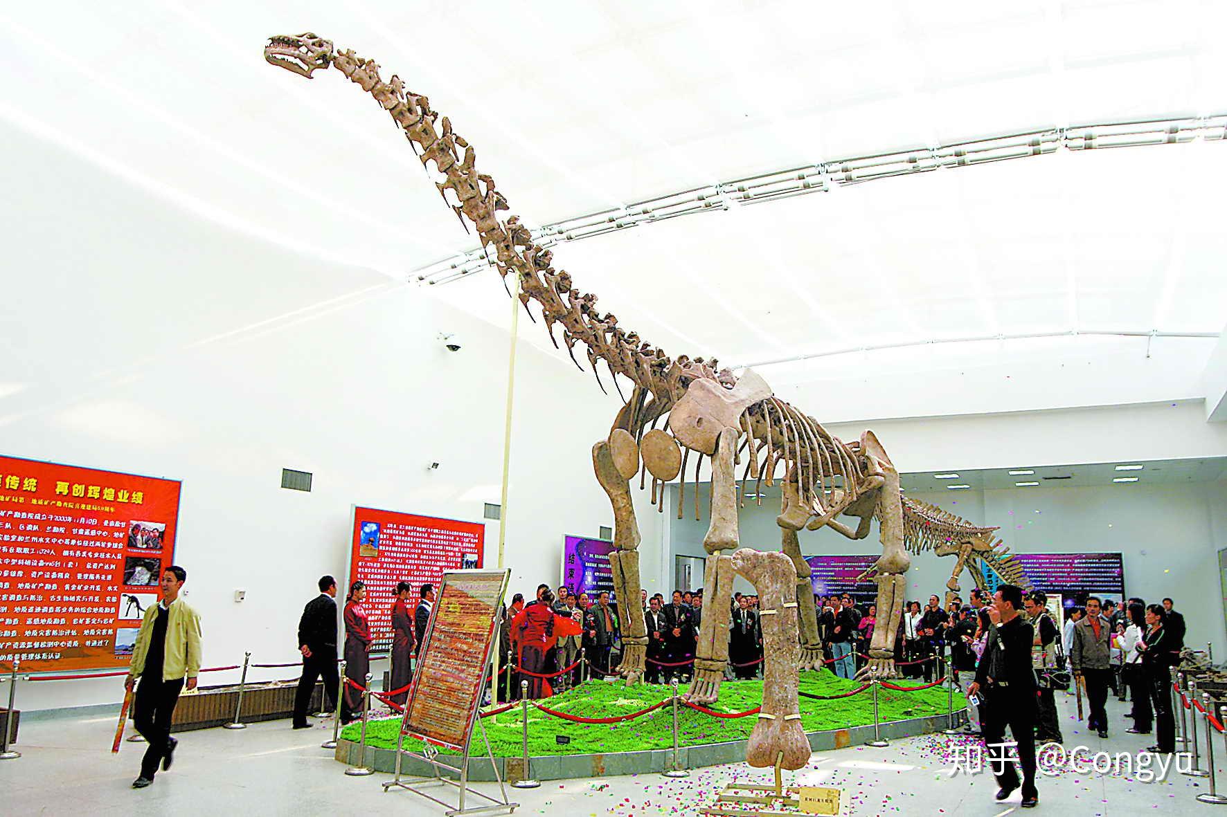 寻找最大的恐龙4：中华巨龙 - 知乎