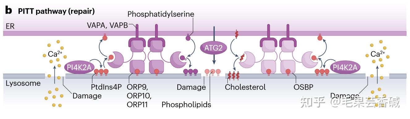 溶酶体作为细胞分解代谢、代谢信号和器官生理学的协调者 - 知乎