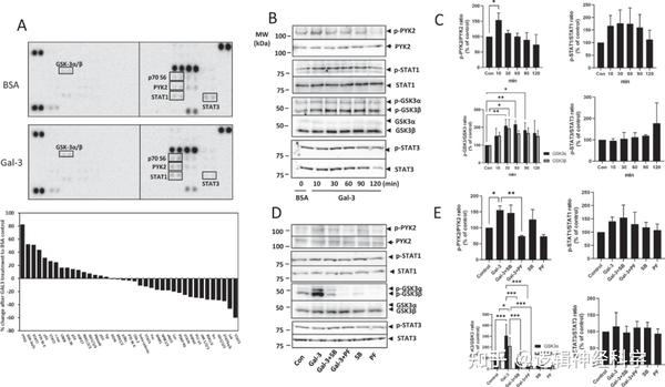Cell Death & Disease︱利物浦大学李舜课题组阐明Galectin-3对肠癌细胞内蛋白酶分泌的促进作用以及对细胞通透性的影响 - 知乎