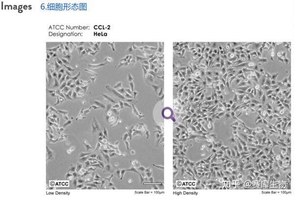 赛库细胞学堂|超详细！细胞数据库及使用方法整理！ - 知乎
