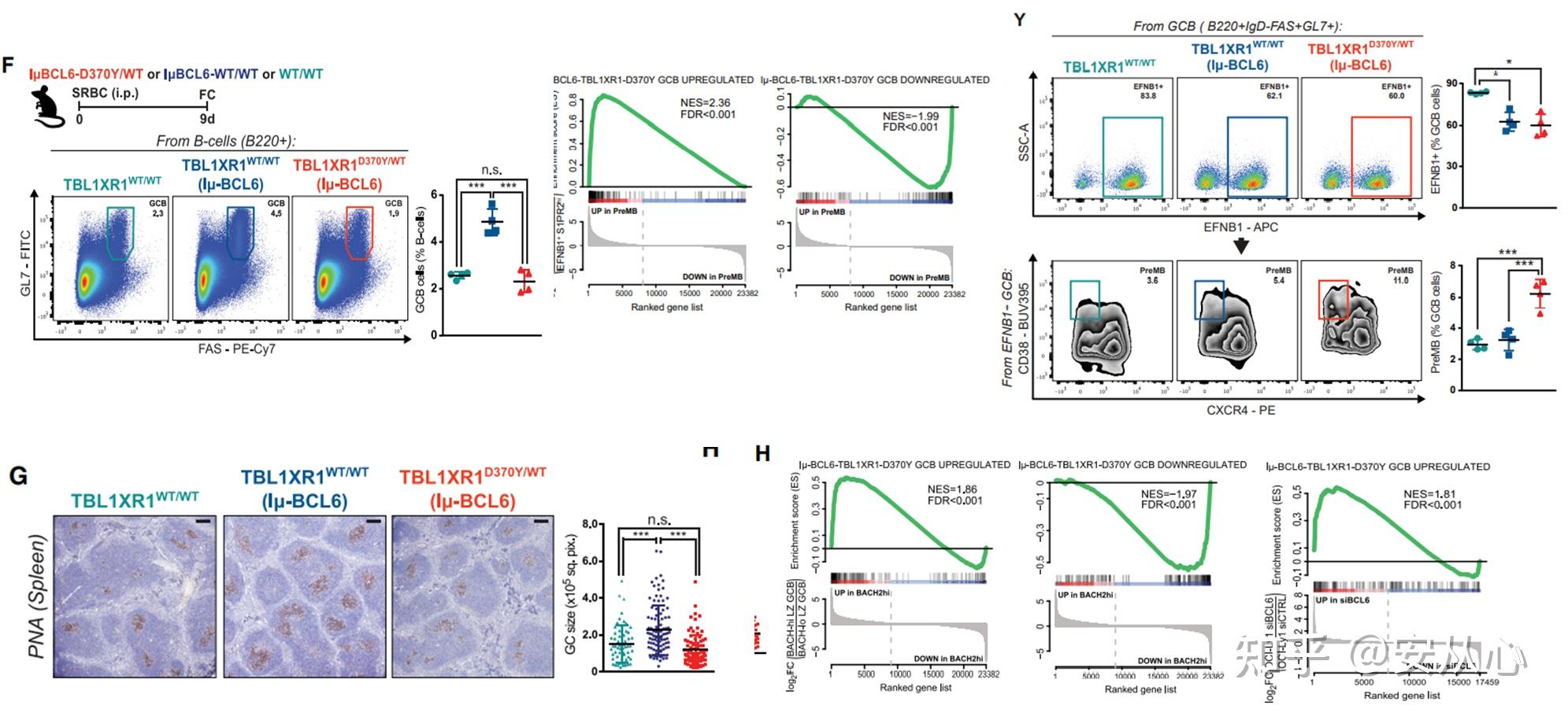 TBL1XR1突变通过诱导促肿瘤程序驱动结外淋巴瘤 - 知乎