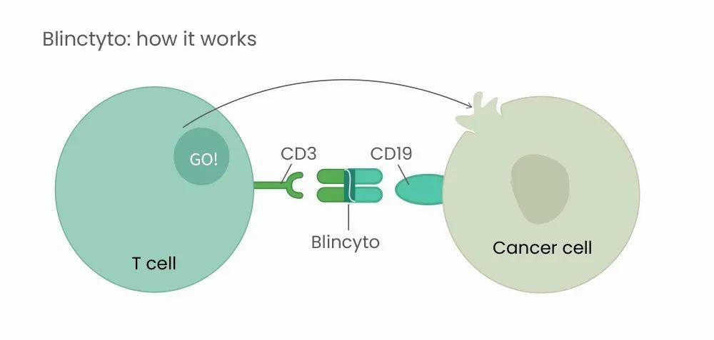 CD19靶点科普和研究进展 - 知乎