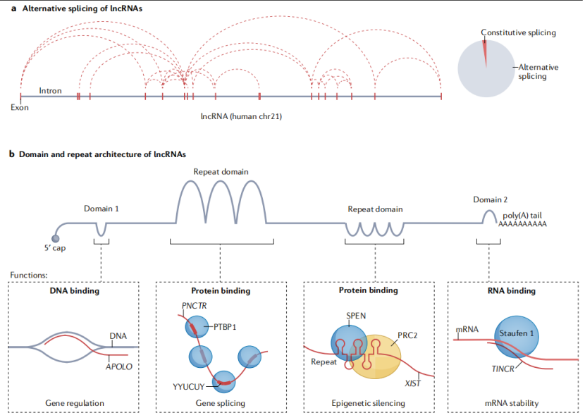 Nature Reviews综述 | LncRNA的定义、功能、挑战和建议 - 知乎