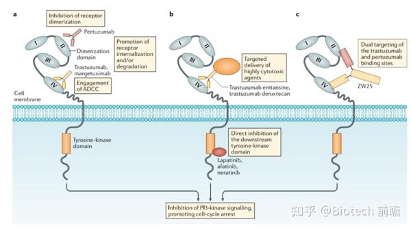 CLDN18.2 ADC丨康诺亚与阿斯利康11.88亿美元BD - 知乎