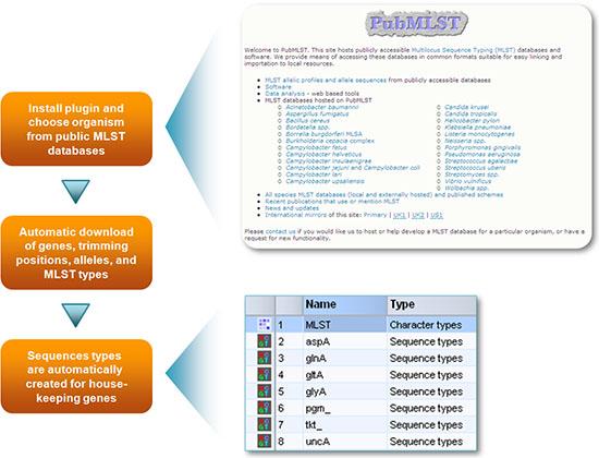 【bionumerics应用05】多位点序列分析（MLST）分析 - 知乎