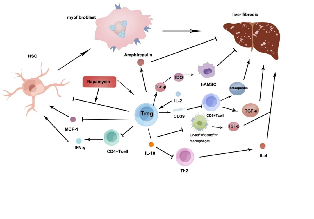 CDD 综述︱陆云杰/朱玺团队等评述调节性T细胞在肝纤维化中的研究进展 - 知乎