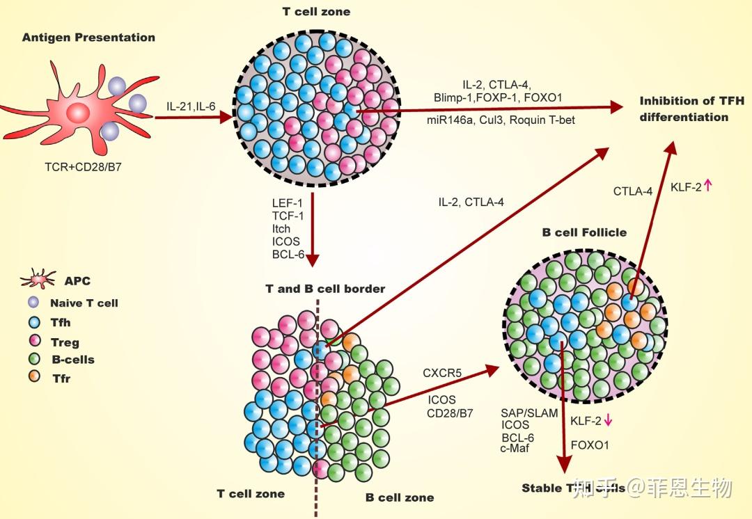 T滤泡辅助(Tfh)细胞相关调控的细胞因子 - 知乎
