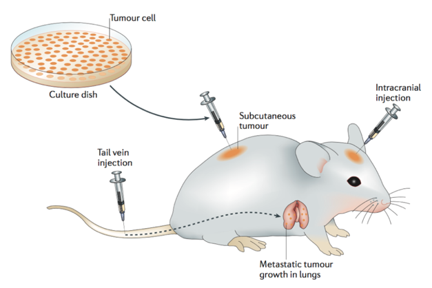 关于CDX模型，这些知识点你必须了解！ - 知乎