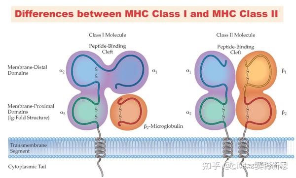 MHC分子、APC细胞及T细胞之间的关联及详解 - 知乎