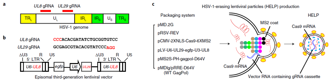基因编辑递送的新兴平台-基于慢病毒/逆转录病毒样颗粒(VLPs) - 知乎