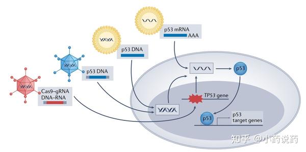 靶向p53癌症治疗药物的研究进展 - 知乎