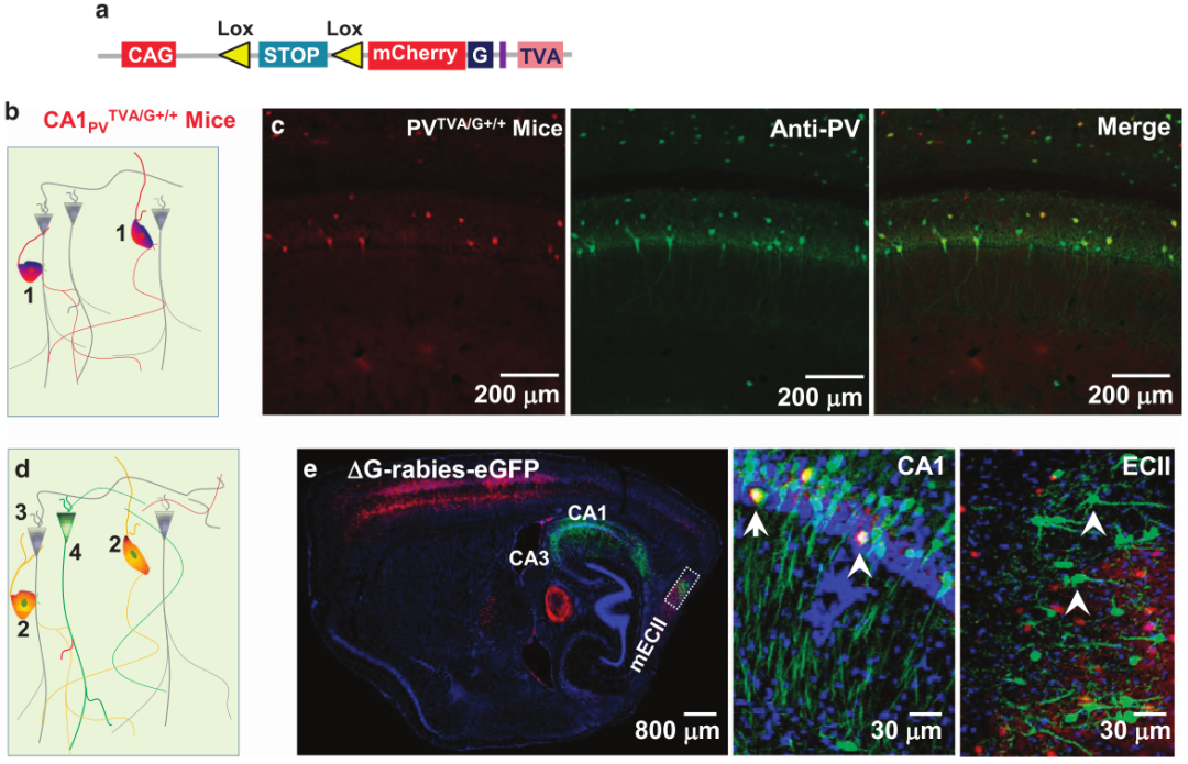 【文献解读】内嗅皮层到CA1的突触功能损伤导致AD小鼠认知障碍新机制 - 知乎