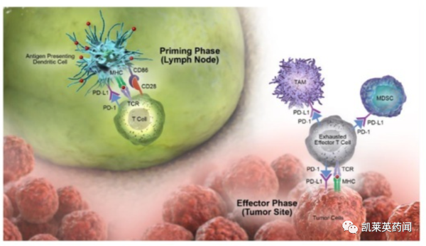 Incyte和Mirati签订相关协议，评估INCB99280和Adagrasib联用在KRAS G12C突变实体瘤中的疗效 - 知乎