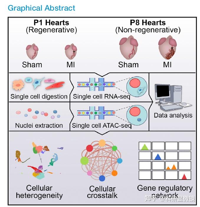 这样做出来的高质量图文摘要（Graphic abstract），才能成为SCI论文的加分项！ - 知乎