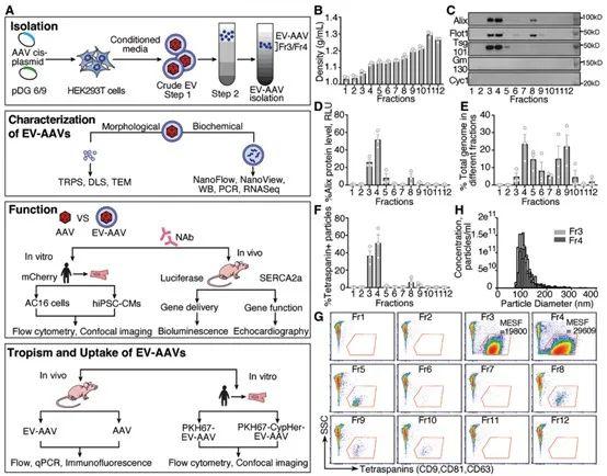 AAV递送新途径：当细胞外囊泡遇到AAV - 知乎