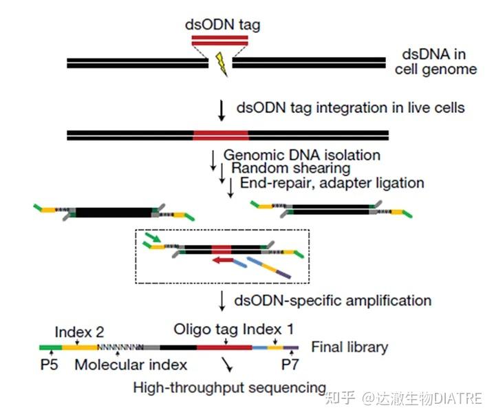 脱靶检测主流技术：GUIDE-seq、CIRCLE-seq、PEM-seq差异对比 - 知乎