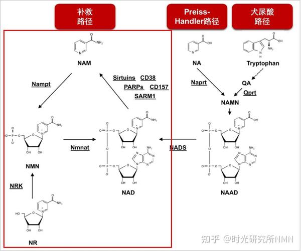 让人“不老”的NAD+，到底是何方神圣？ - 知乎
