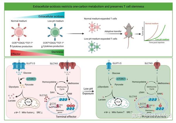 Nat Metab |肿瘤内酸度维持T细胞干性影响肿瘤免疫治疗 - 知乎