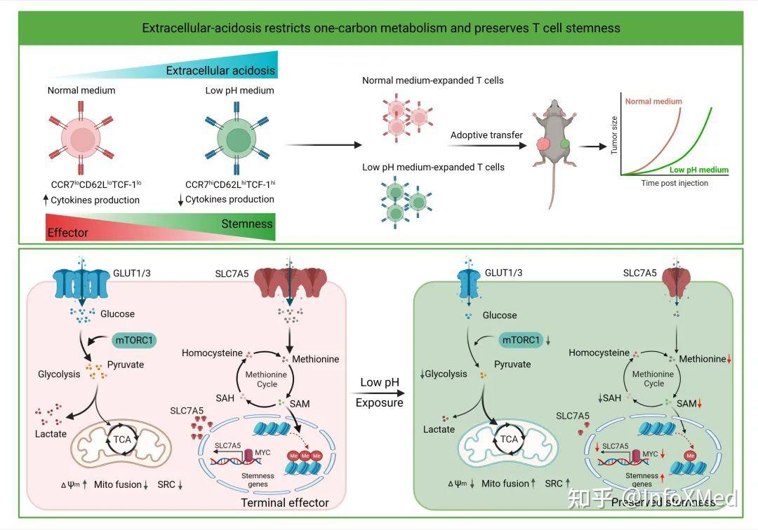 Nat Metab |肿瘤内酸度维持T细胞干性影响肿瘤免疫治疗 - 知乎