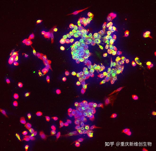 染料cy7-cooh花菁染料CY7标记羧酸-近红外菁染料 Cy7，花氰染料CY7;磺基-CY7 羧酸Cyanine7-COOH细胞膜标记 - 知乎