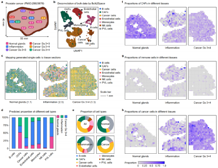 Nature Commun | 空间解卷积算法Bulk2Space，将Bulk转录组重构至单细胞空间分辨率 - 知乎
