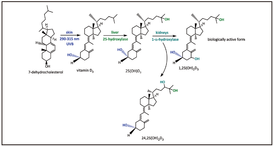 一文了解维D大家族 - 知乎