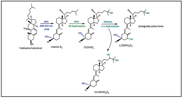 一文了解维D大家族 - 知乎