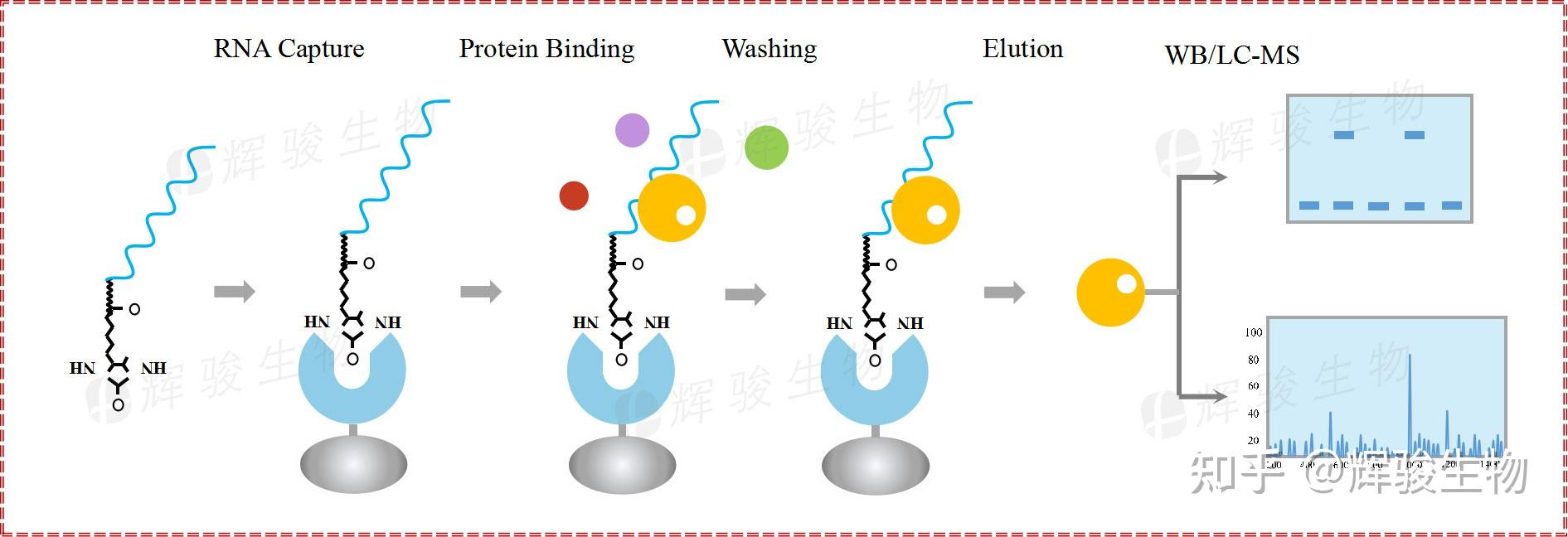 RNA pulldown实验技术原理—RNA pull-down实验步骤流程图 - 知乎