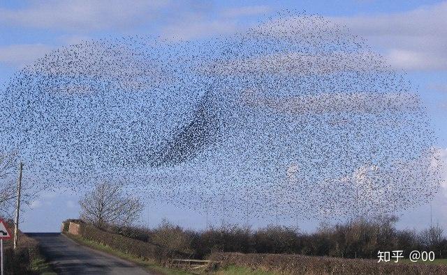 生成式艺术和算法创作11-Boids, Flocks, Swarms - 知乎