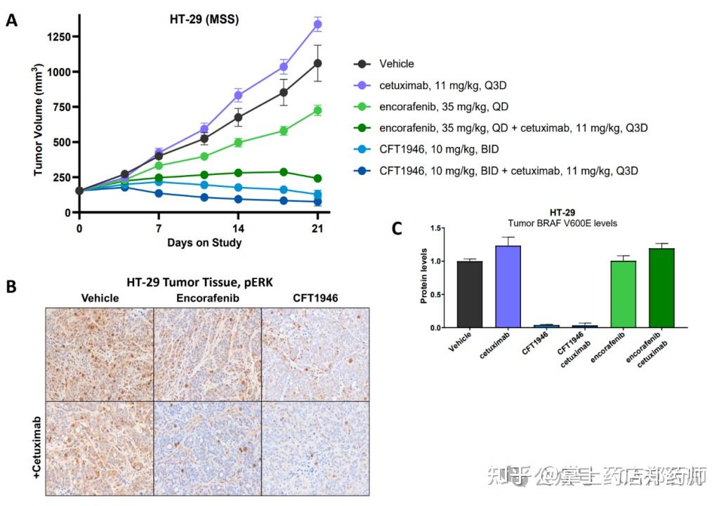 靶向SMARCA2 FIC 降解剂CFT1946首次公布 I 期临床结果：BRAF V600X实体瘤新疗法持续研究中 - 知乎