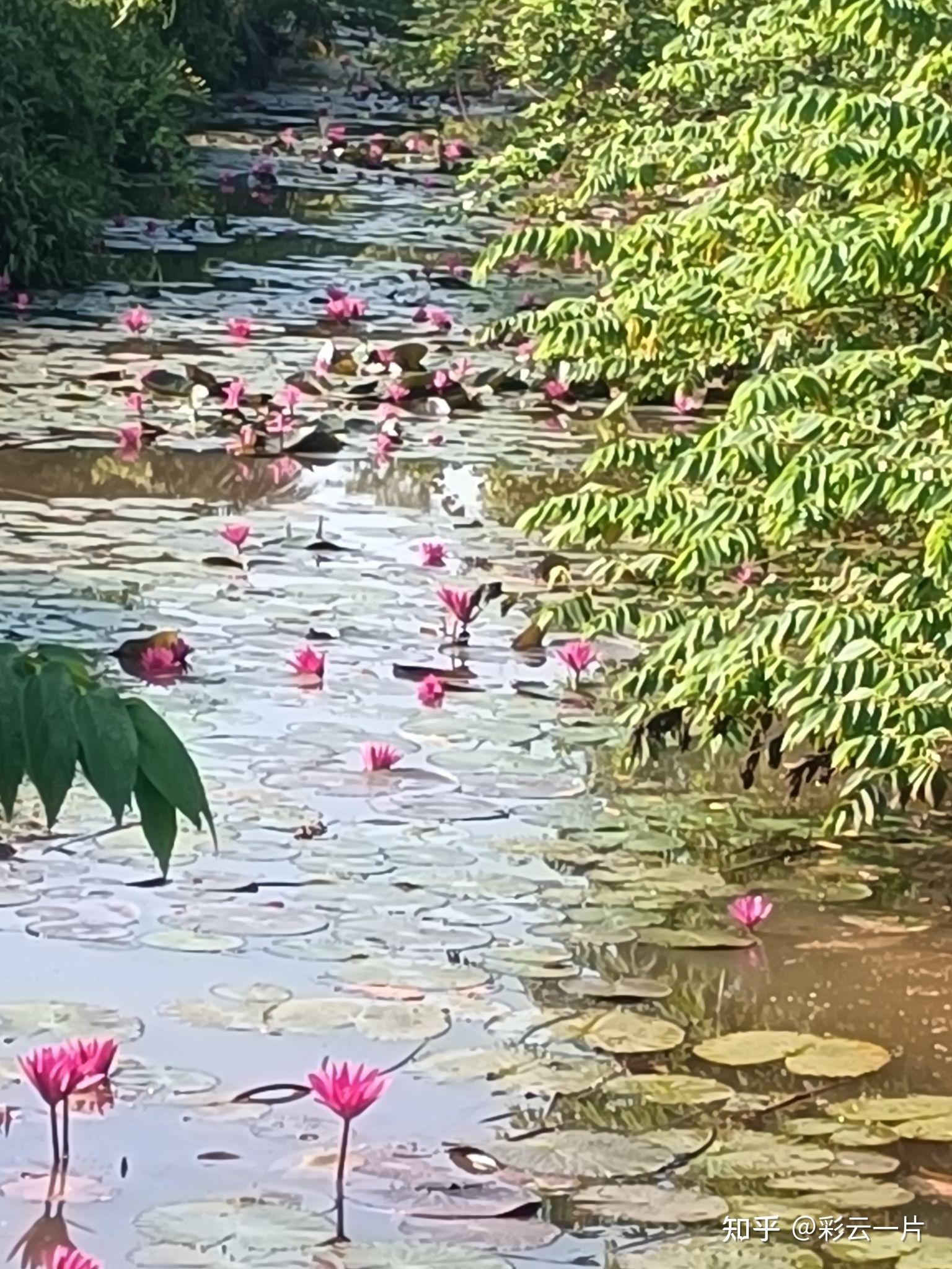 brief garden by bevis bawa - 知乎