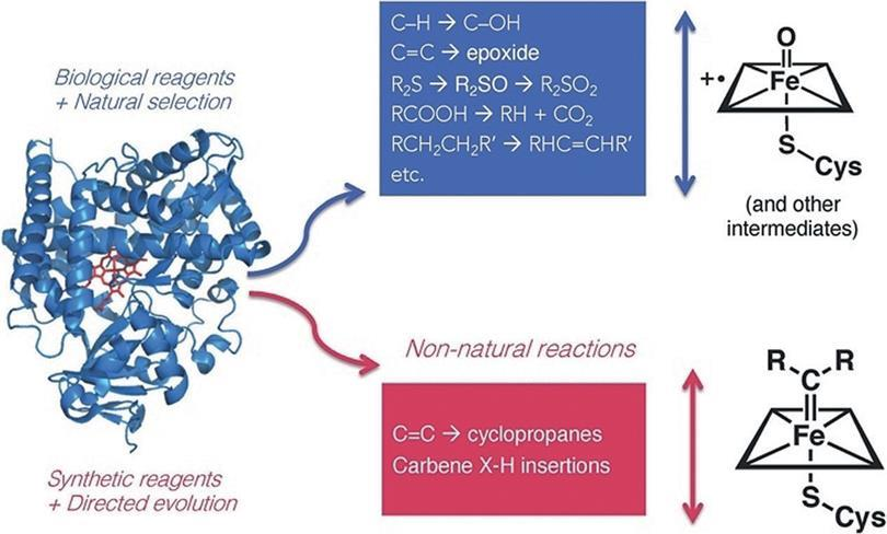 人能不能造出自然界没有的酶？ - 知乎
