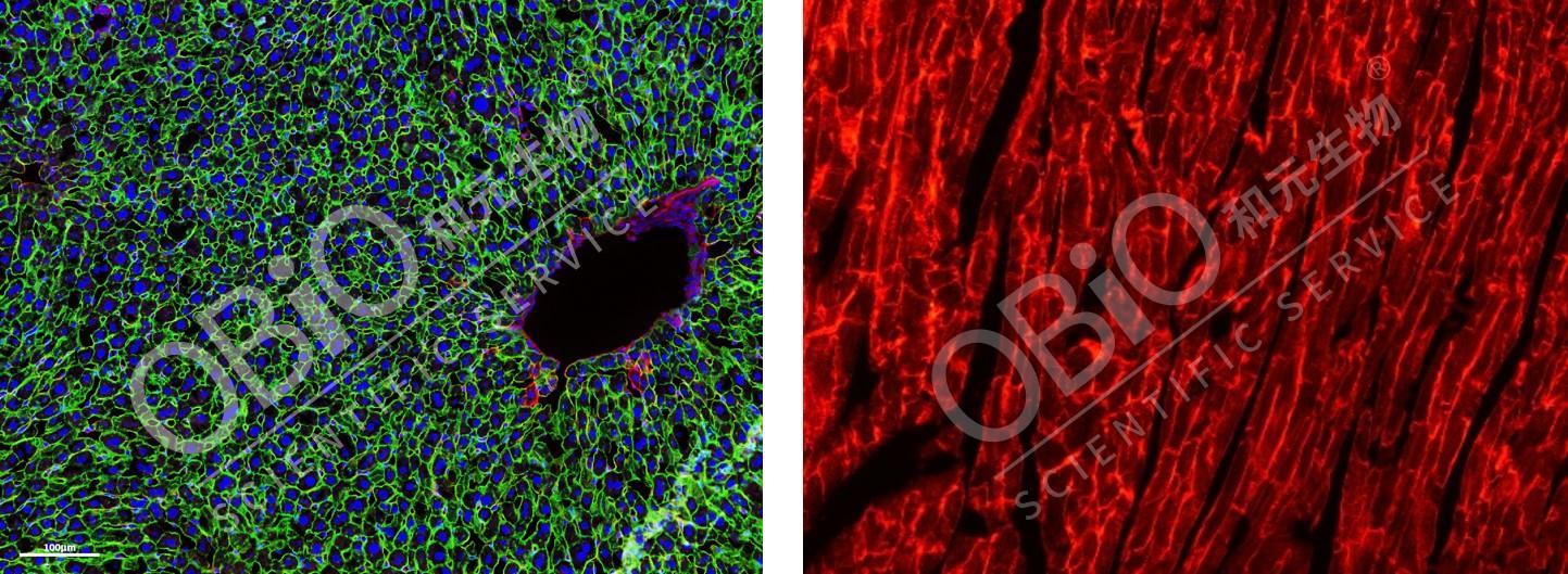 又见Cre！Cre/Loxp系统应用全攻略 | 知识点分享 - 知乎