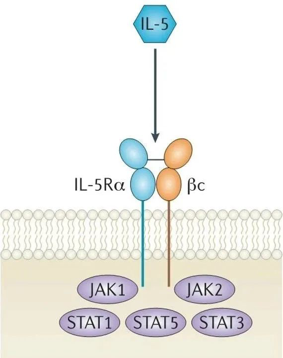 IL-5：自身免疫疾病潜力靶点！GSK美泊利珠单抗，2021营收近百亿 - 知乎