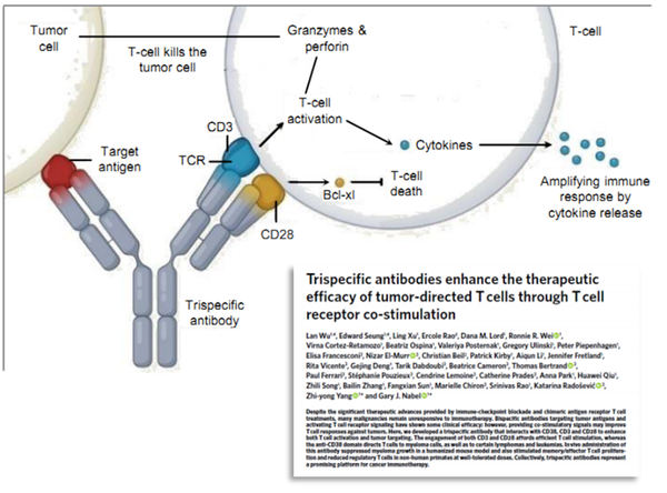 热门靶点组合策略CD3×TAA - 知乎