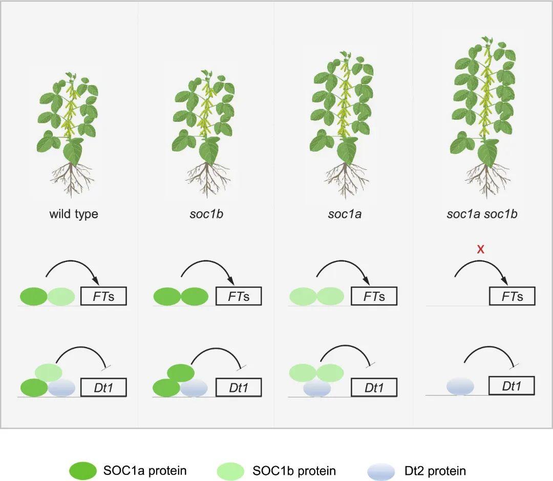 Current Biology︱孔凡江/刘宝辉揭示SOC1同源基因的进化与变异提高大豆产量 - 知乎